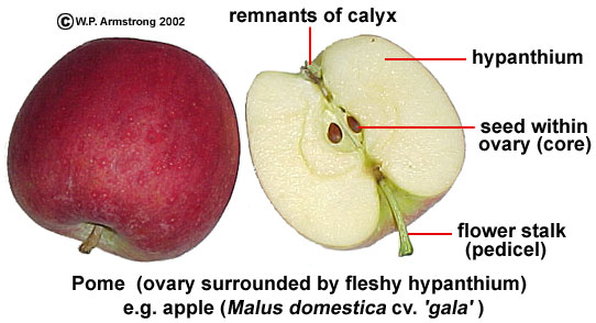 Pomes Fruit Classification